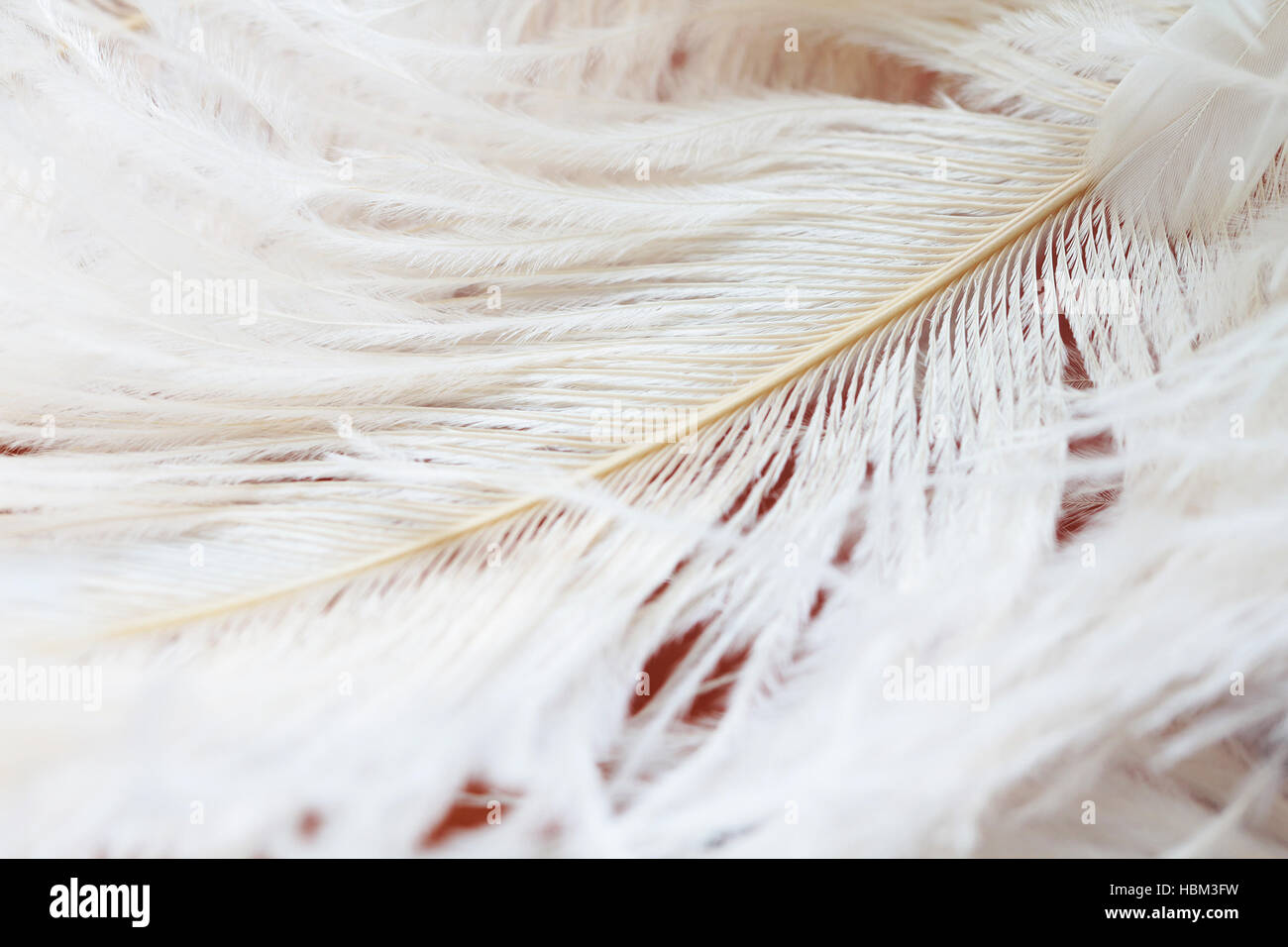White feathers background Stock Photo - Alamy