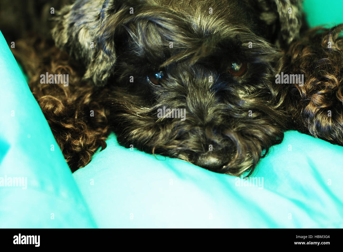 Sad lovely dog Stock Photo - Alamy