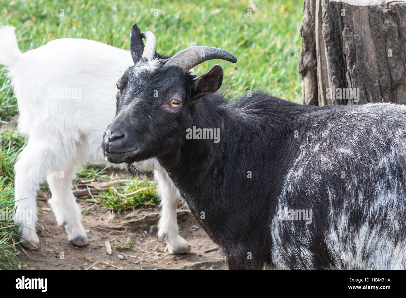 Goat on a pasture Stock Photo - Alamy
