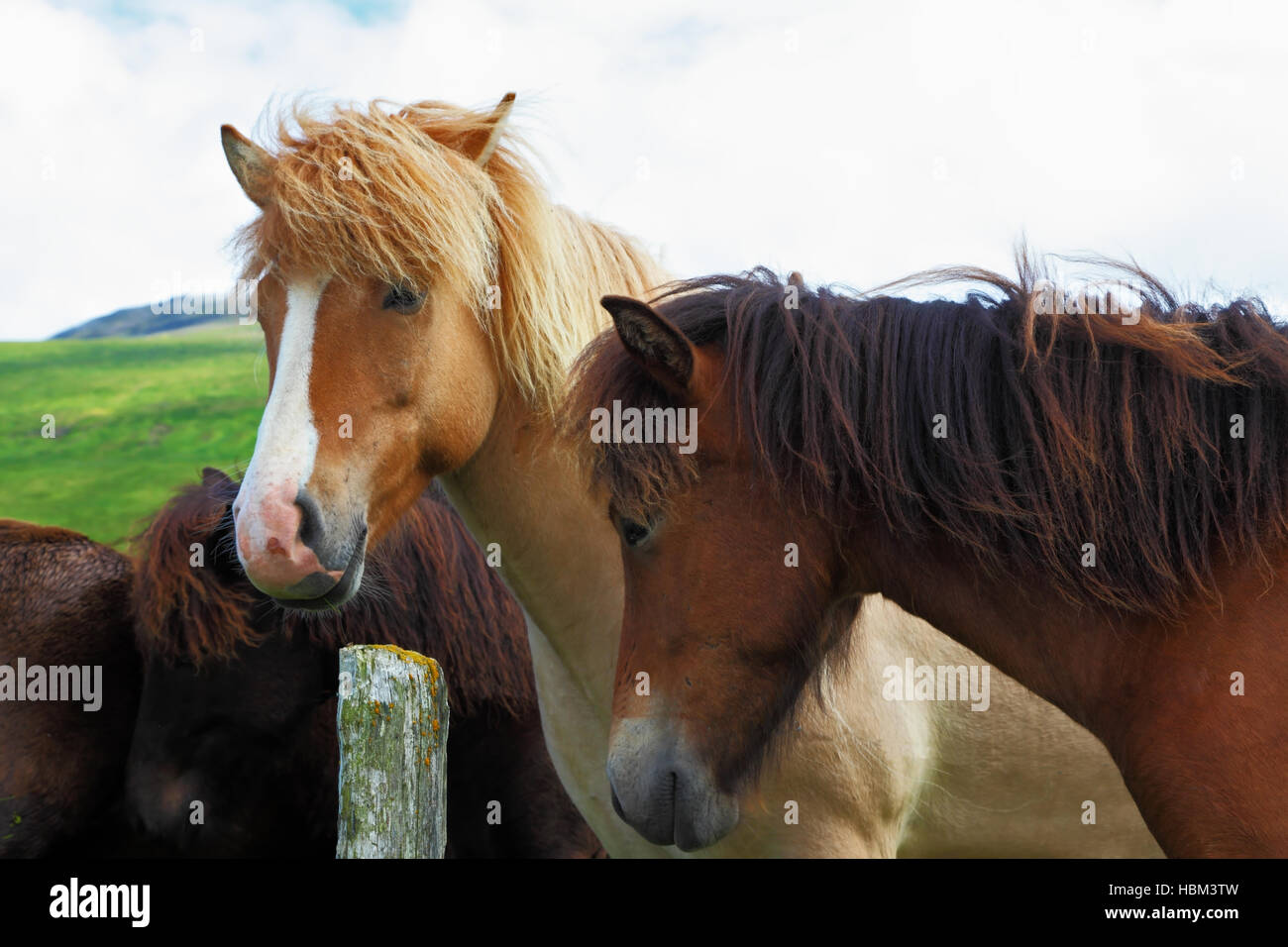 Buckskin and bay horses Stock Photo - Alamy