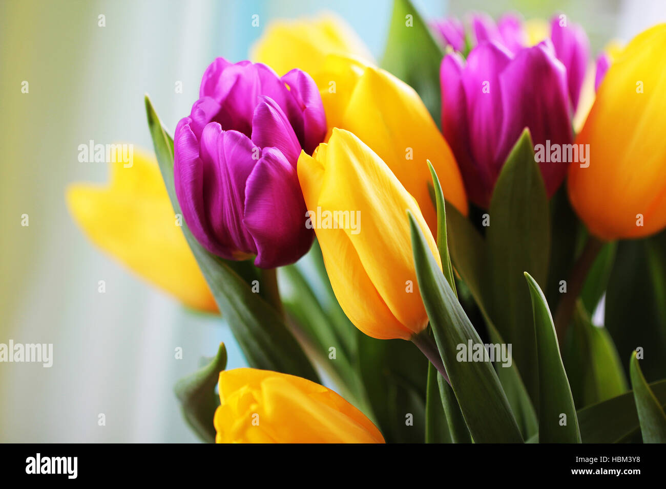 Tulips close up Stock Photo - Alamy