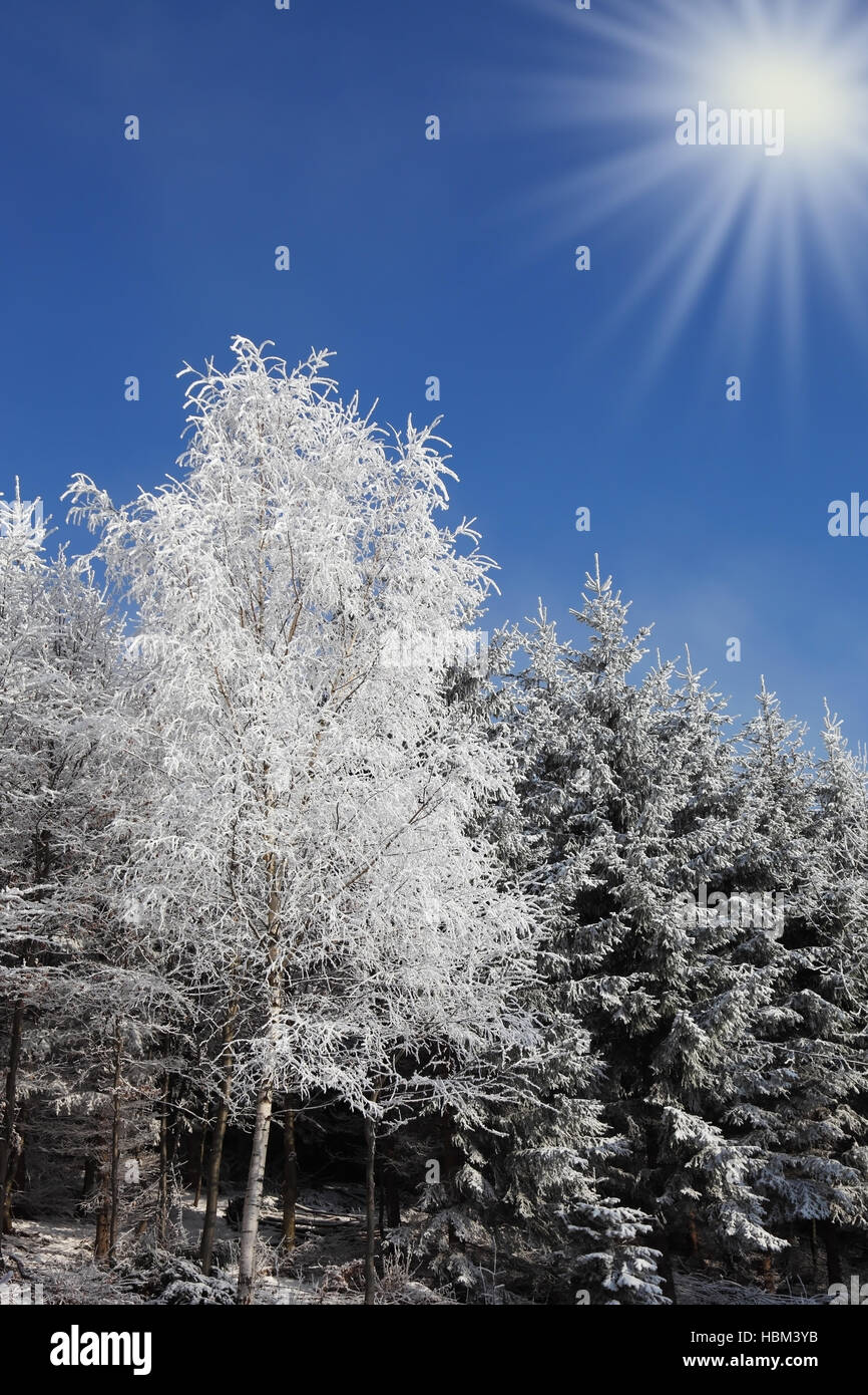 Christmas sunny morning in forest Stock Photo - Alamy
