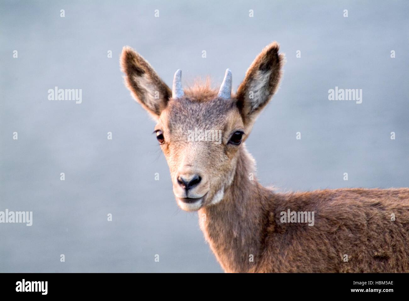 Close up photo of the head and face young deer Stock Photo - Alamy