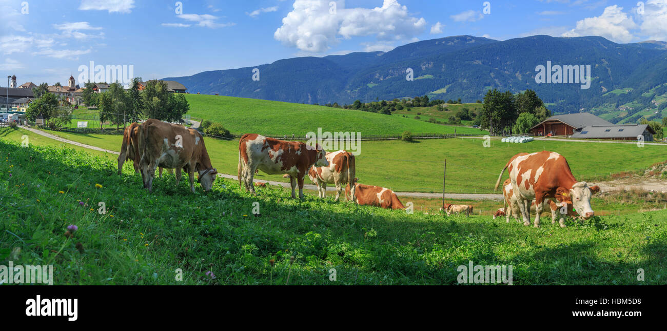 agriculture, alpine, alps, animal, meadow, mountain,cow, dolomite ...