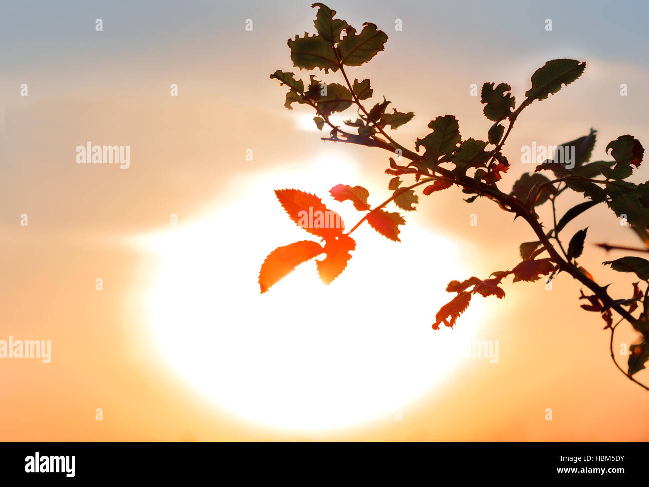 The bush against the sun Stock Photo - Alamy