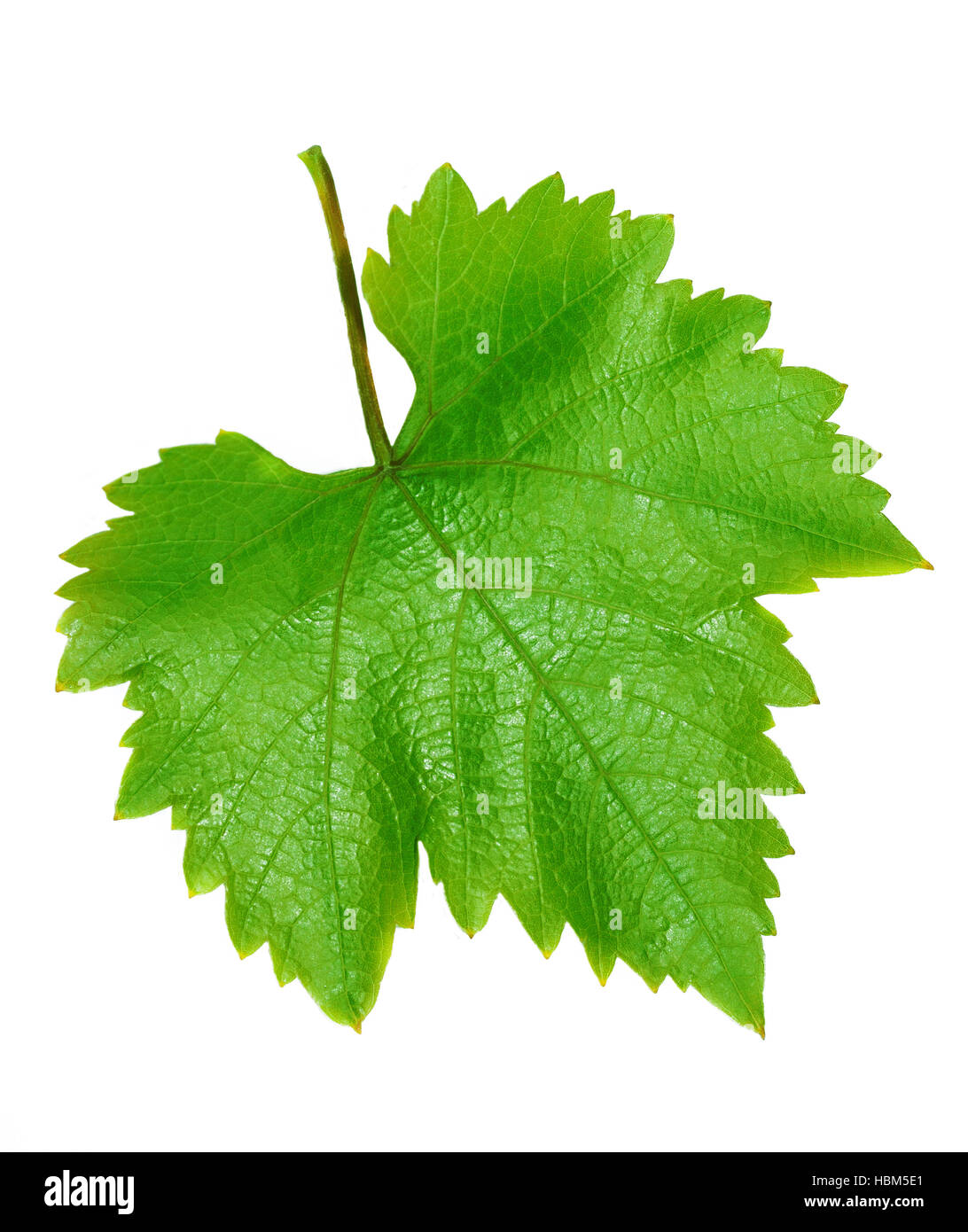 Ornamental grape leaves hi-res stock photography and images - Alamy