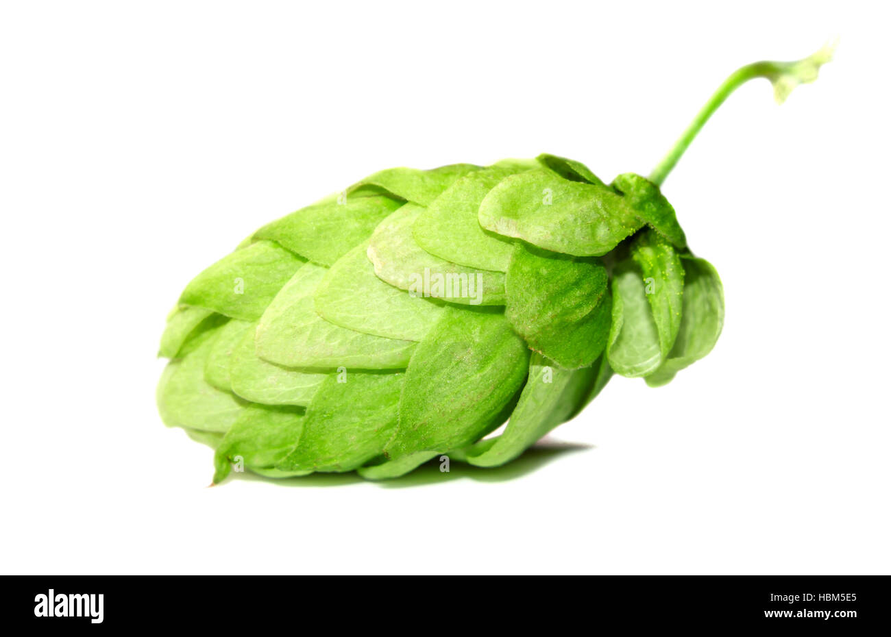 Hop cone closeup Stock Photo - Alamy