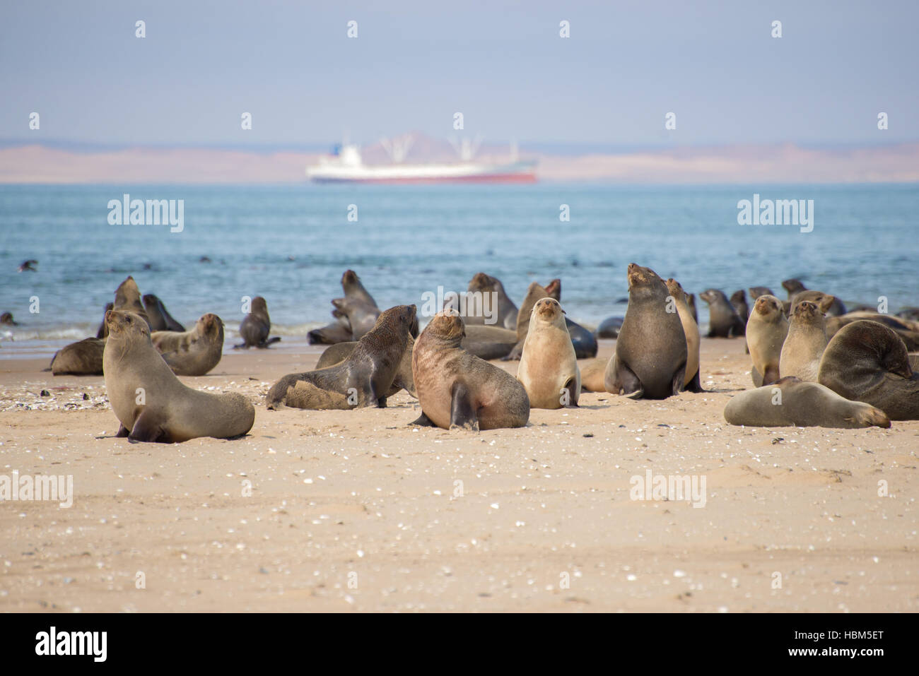Seals seal bay conservation hi-res stock photography and images - Alamy