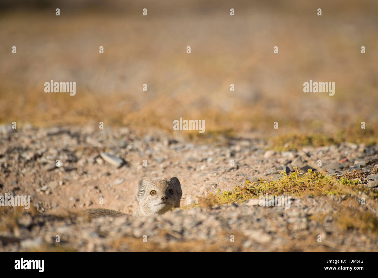 Yellow Mongoose sticking head out Stock Photo - Alamy