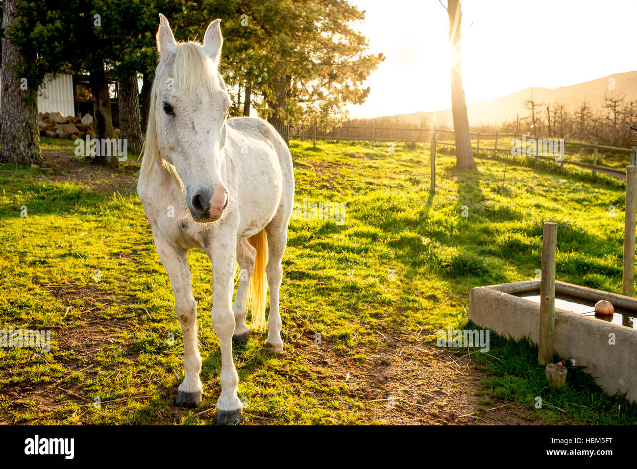 White arabian horse hi-res stock photography and images - Alamy