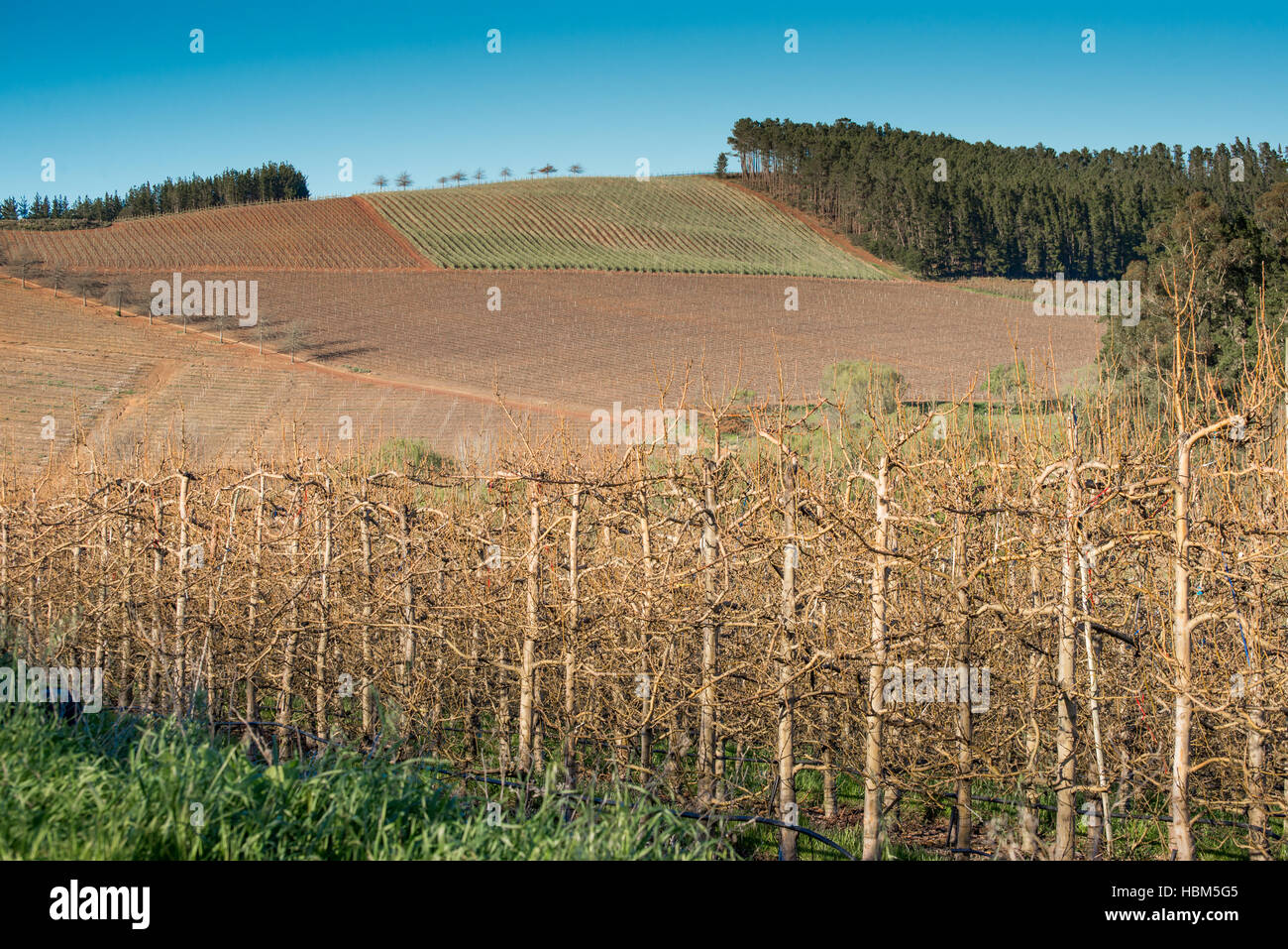 Leafless trees in spring hi-res stock photography and images - Alamy