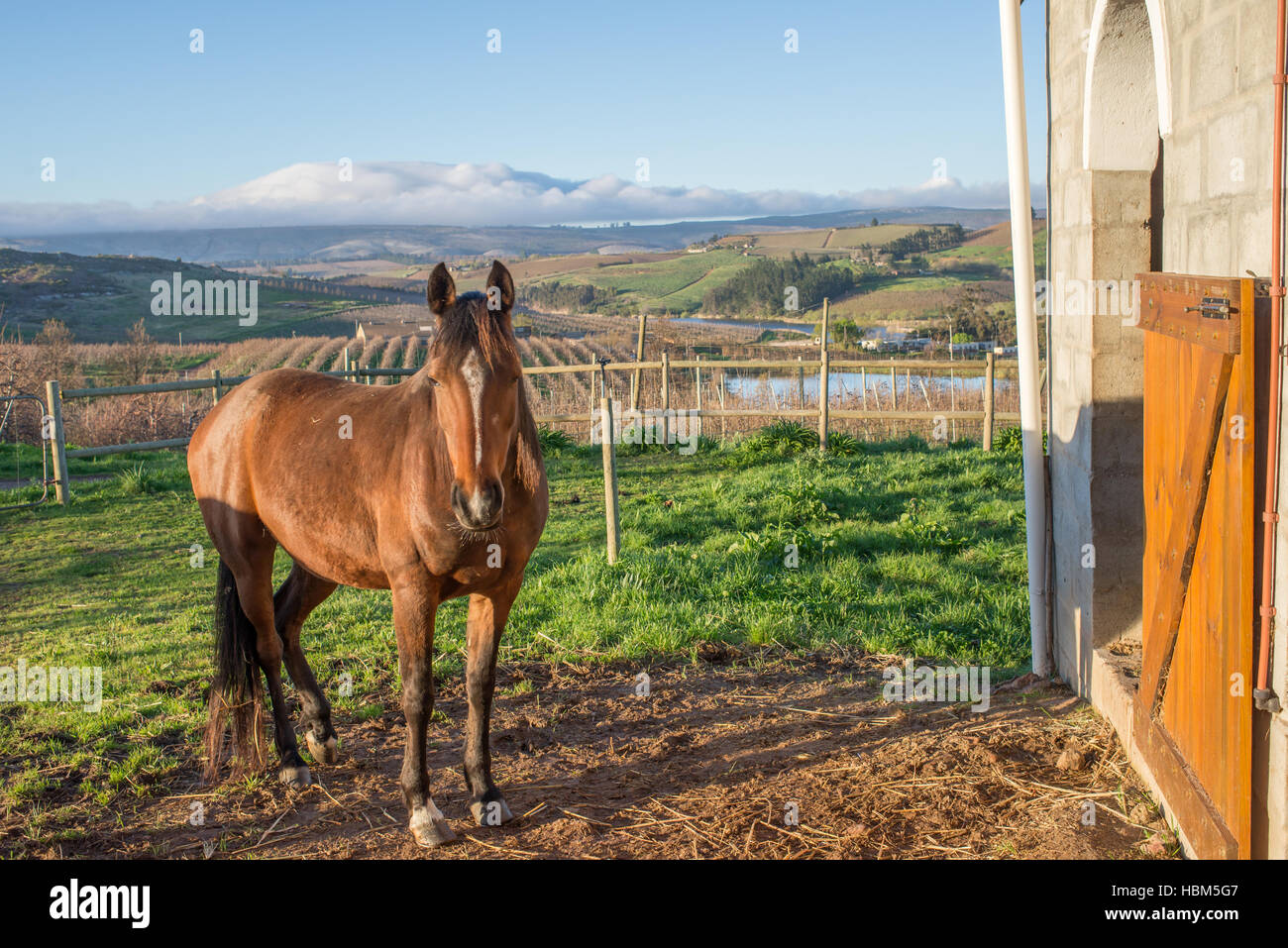 Arabian Horse Stables High Resolution Stock Photography and Images - Alamy