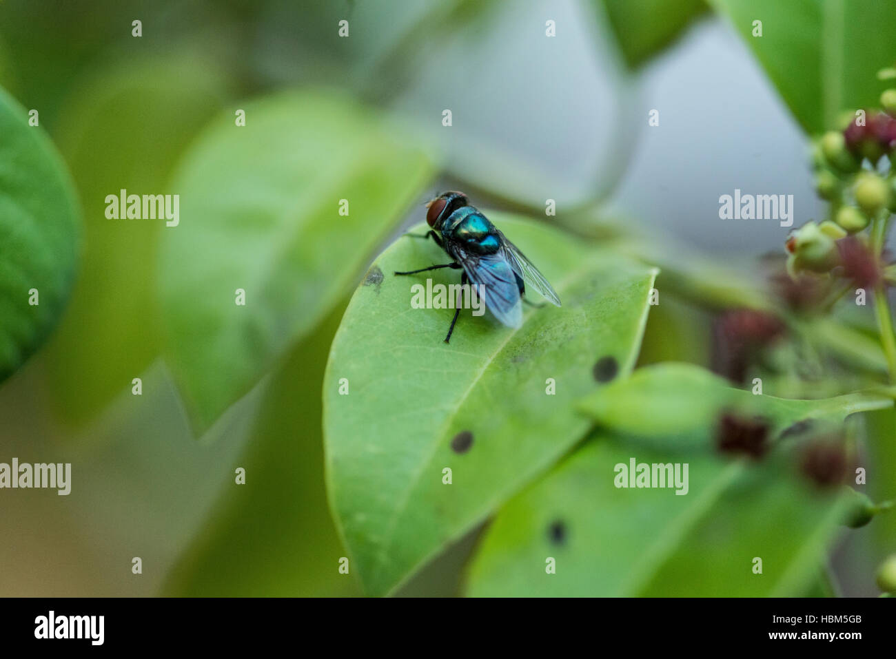 Transparent exoskeleton hi-res stock photography and images - Alamy