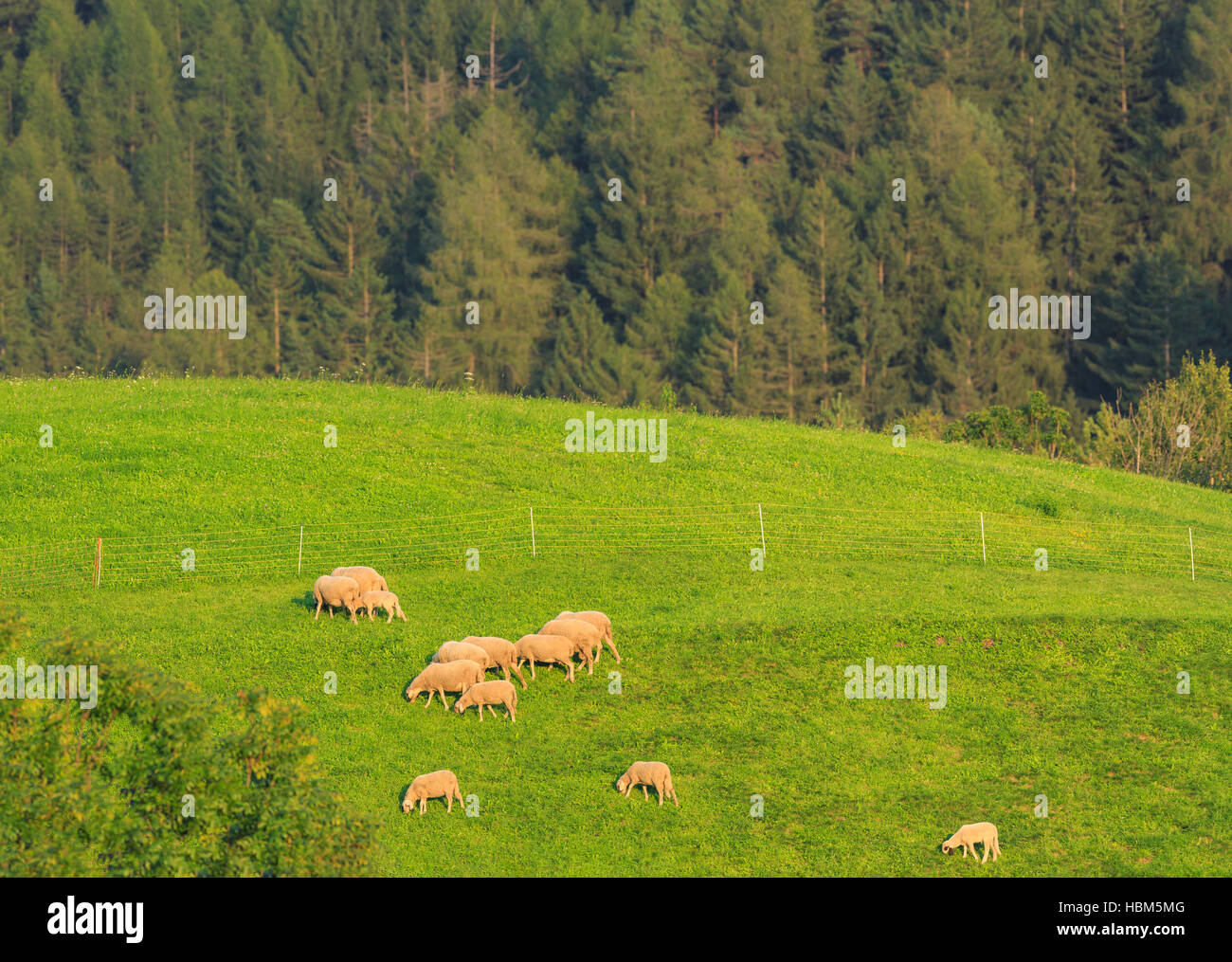 Nature of the Italian Alps, Dolomites, Italy Stock Photo - Alamy