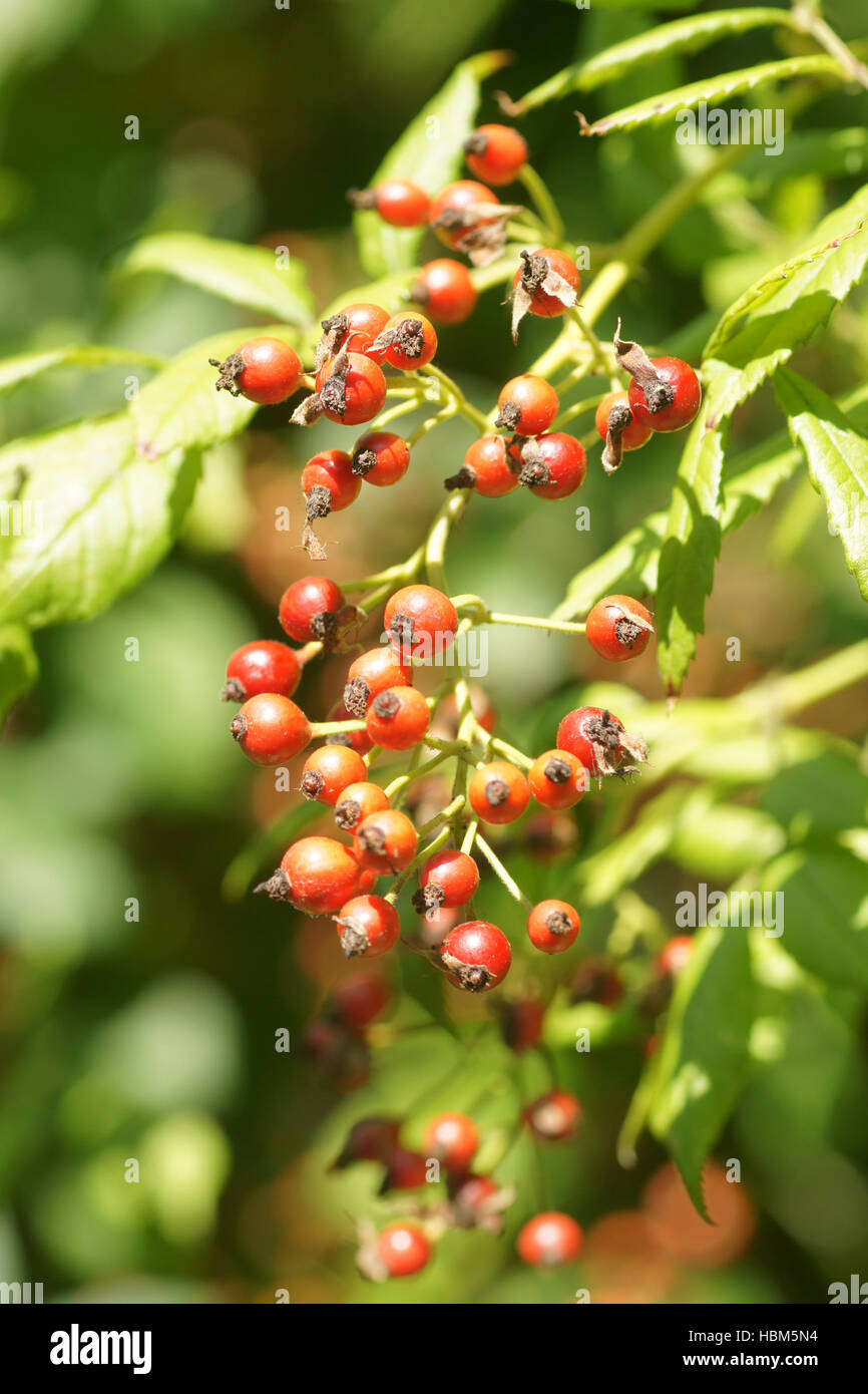 Rosa multiflora flower hi-res stock photography and images - Alamy