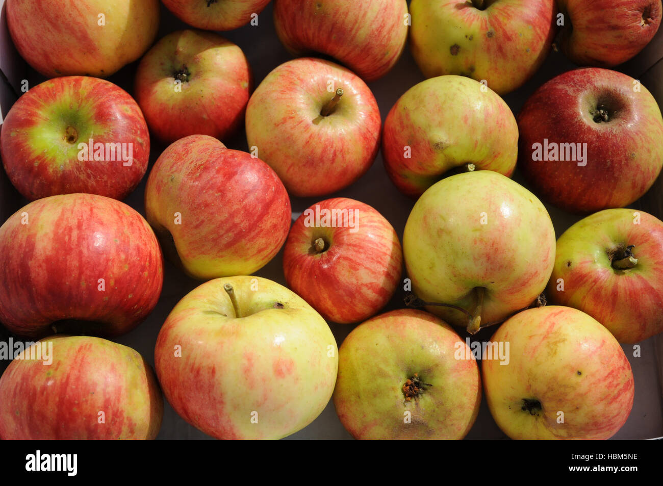 Elstar Apple High Resolution Stock Photography and Images - Alamy