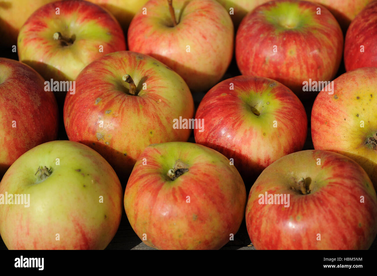 Malus domestica Elstar, Apple Stock Photo - Alamy