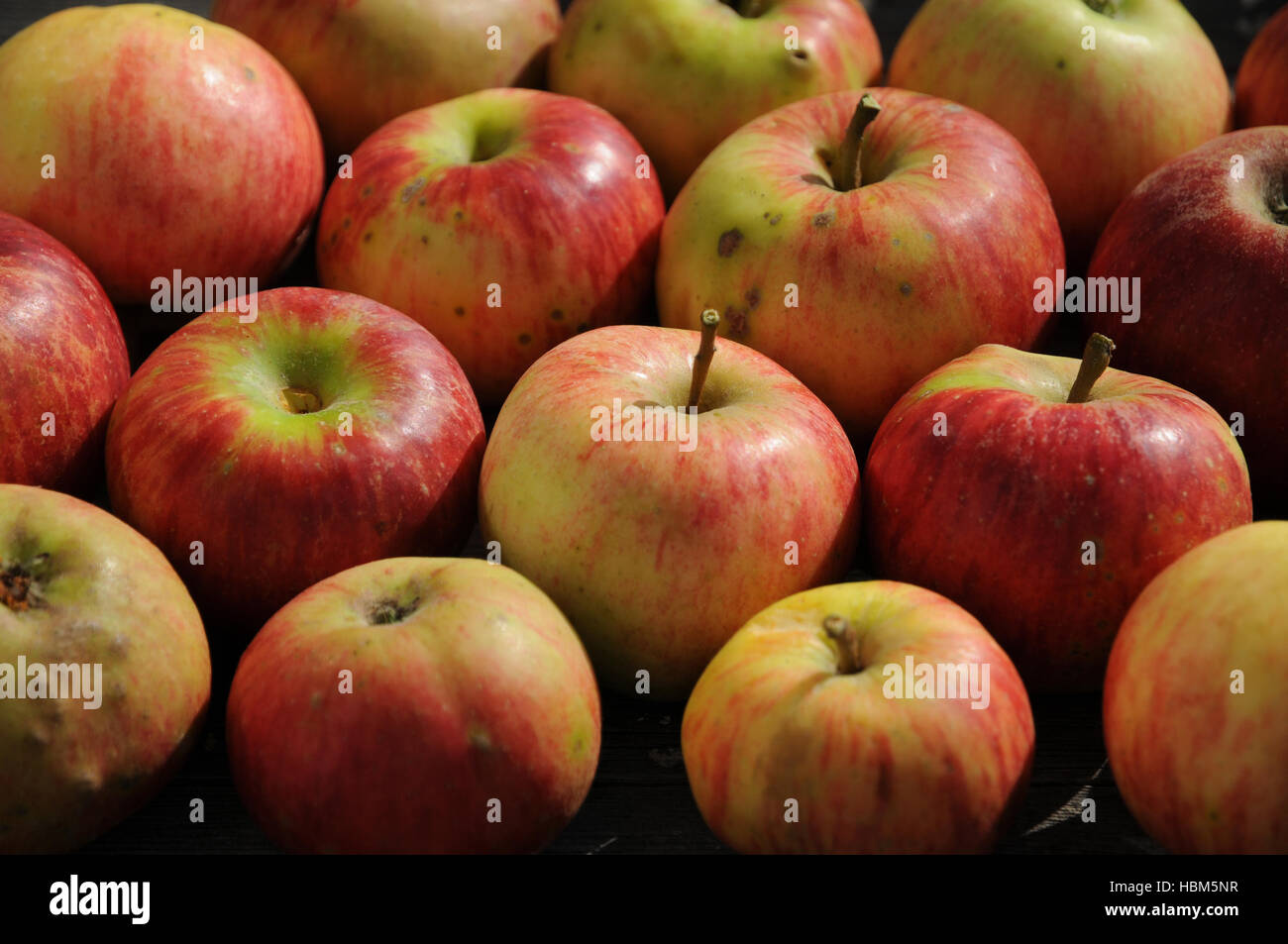 Apple tree malus domestica elstar hi-res stock photography and images ...
