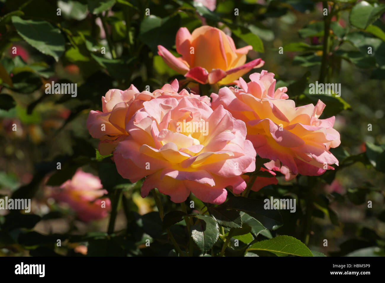 Rosa Inspiration, Hybrid rose Stock Photo - Alamy
