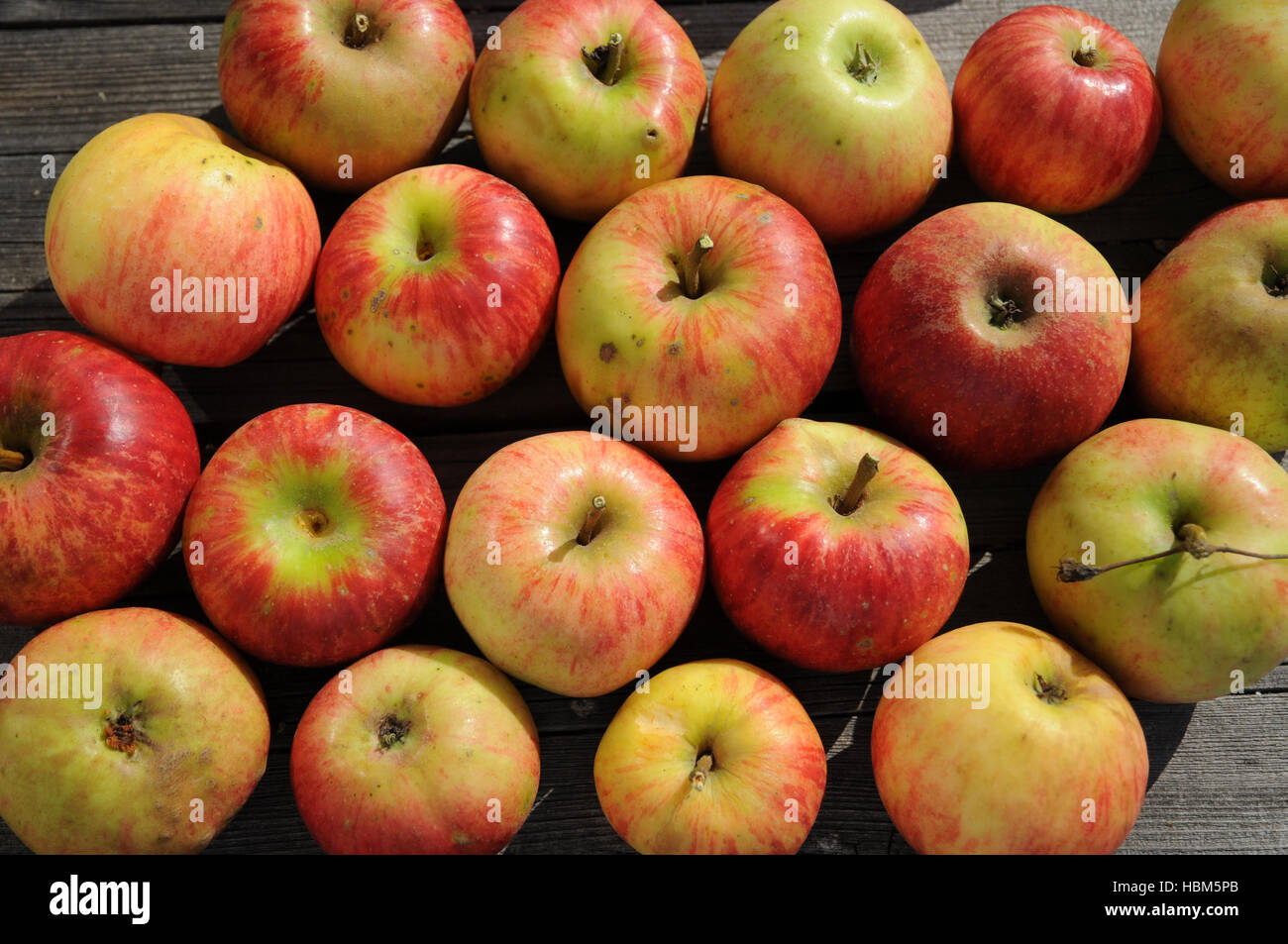Apple tree malus domestica elstar hi-res stock photography and images ...