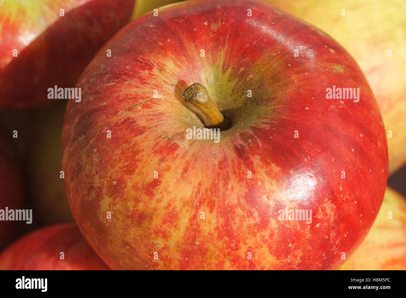 Malus domestica Elstar, Apple Stock Photo - Alamy