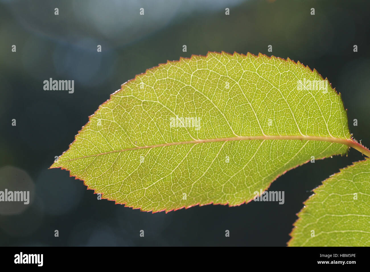 Rosa, Hybrid-rose, leaf Stock Photo - Alamy