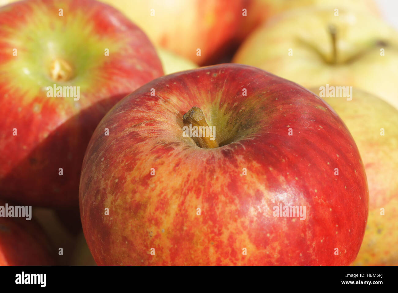 Malus domestica Elstar, Apple Stock Photo - Alamy