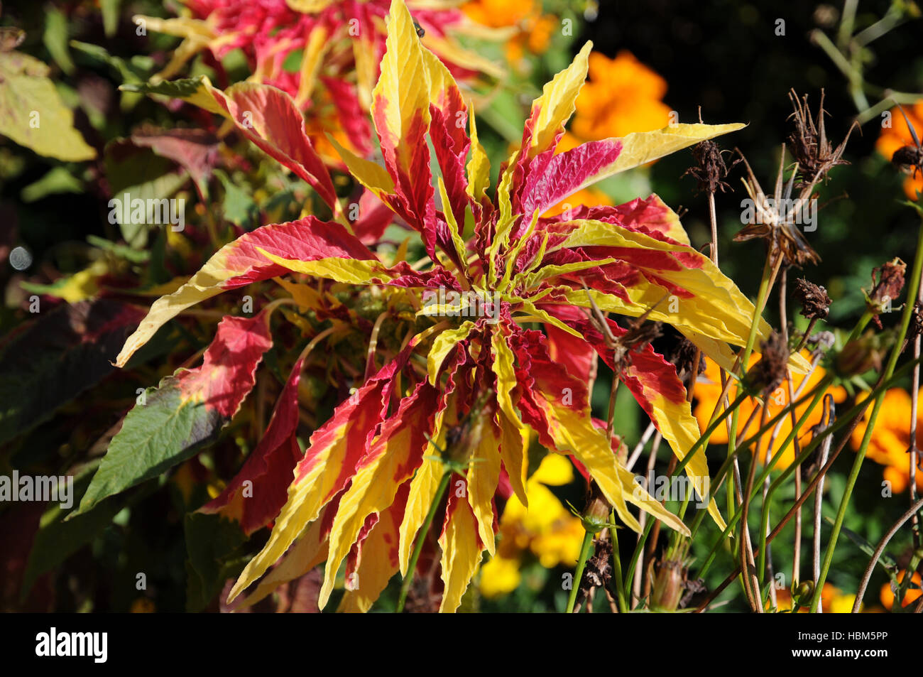 Josephs Coat High Resolution Stock Photography and Images - Alamy