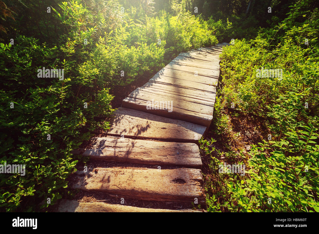 Boardwalk in the forest Stock Photo - Alamy