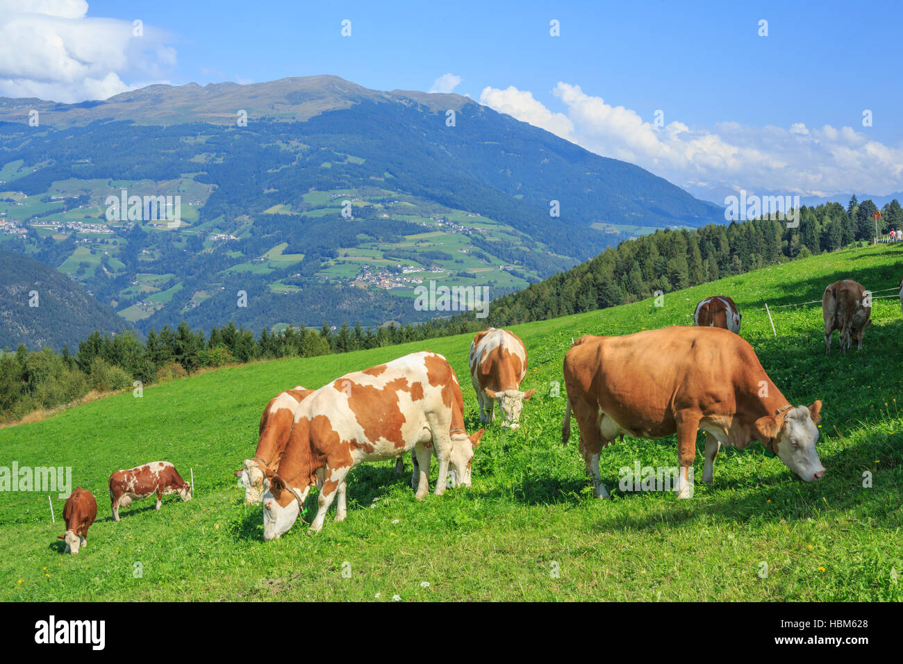 agriculture, alpine, alps, animal, meadow, mountain,cow, dolomite ...
