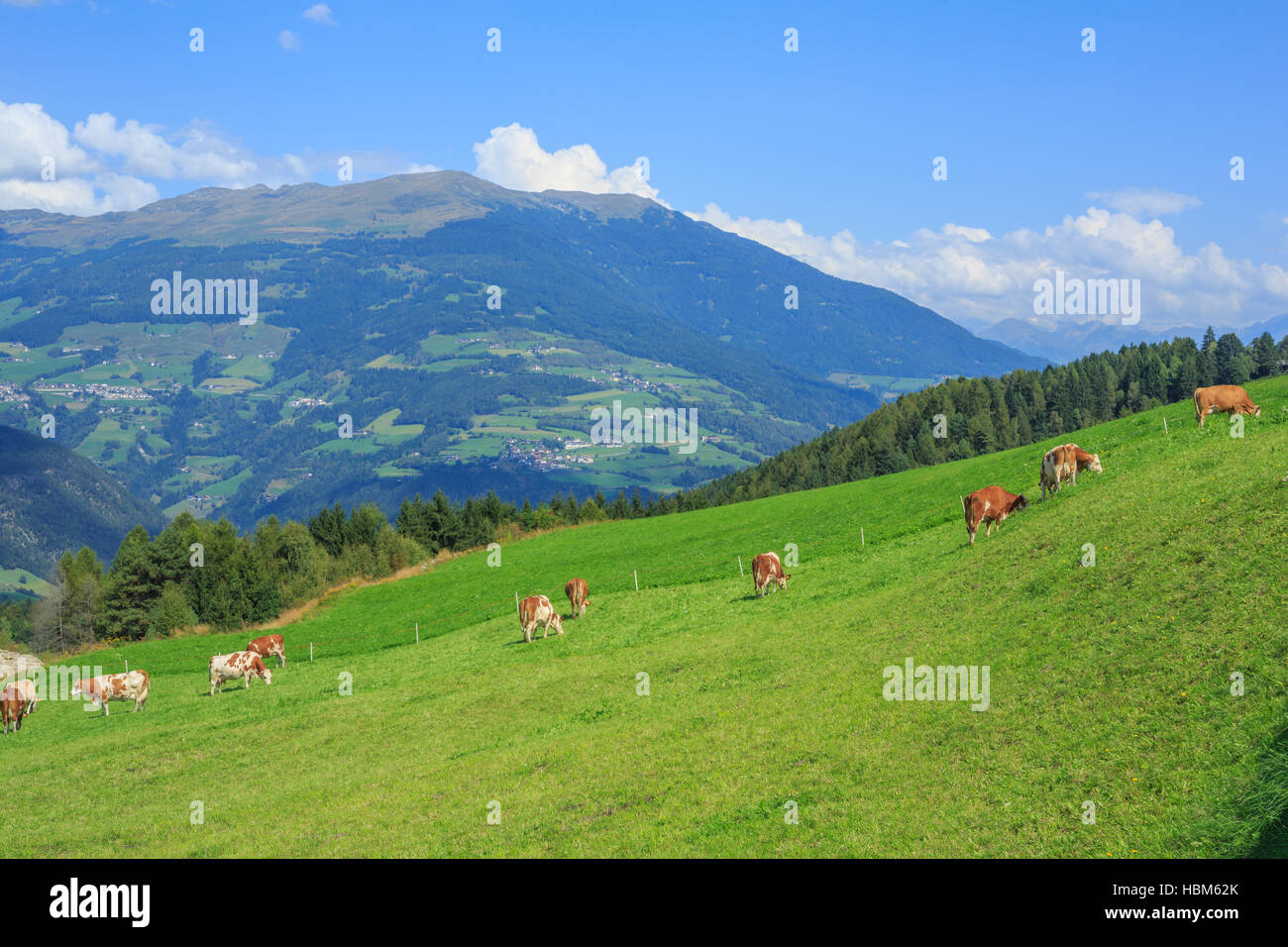 agriculture, alpine, alps, animal, meadow, mountain,cow, dolomite ...