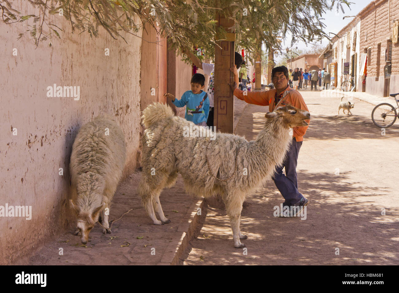 Llama chile hi-res stock photography and images - Alamy