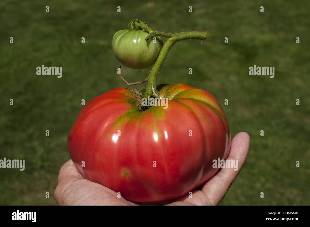 Big red tomato Stock Photo - Alamy