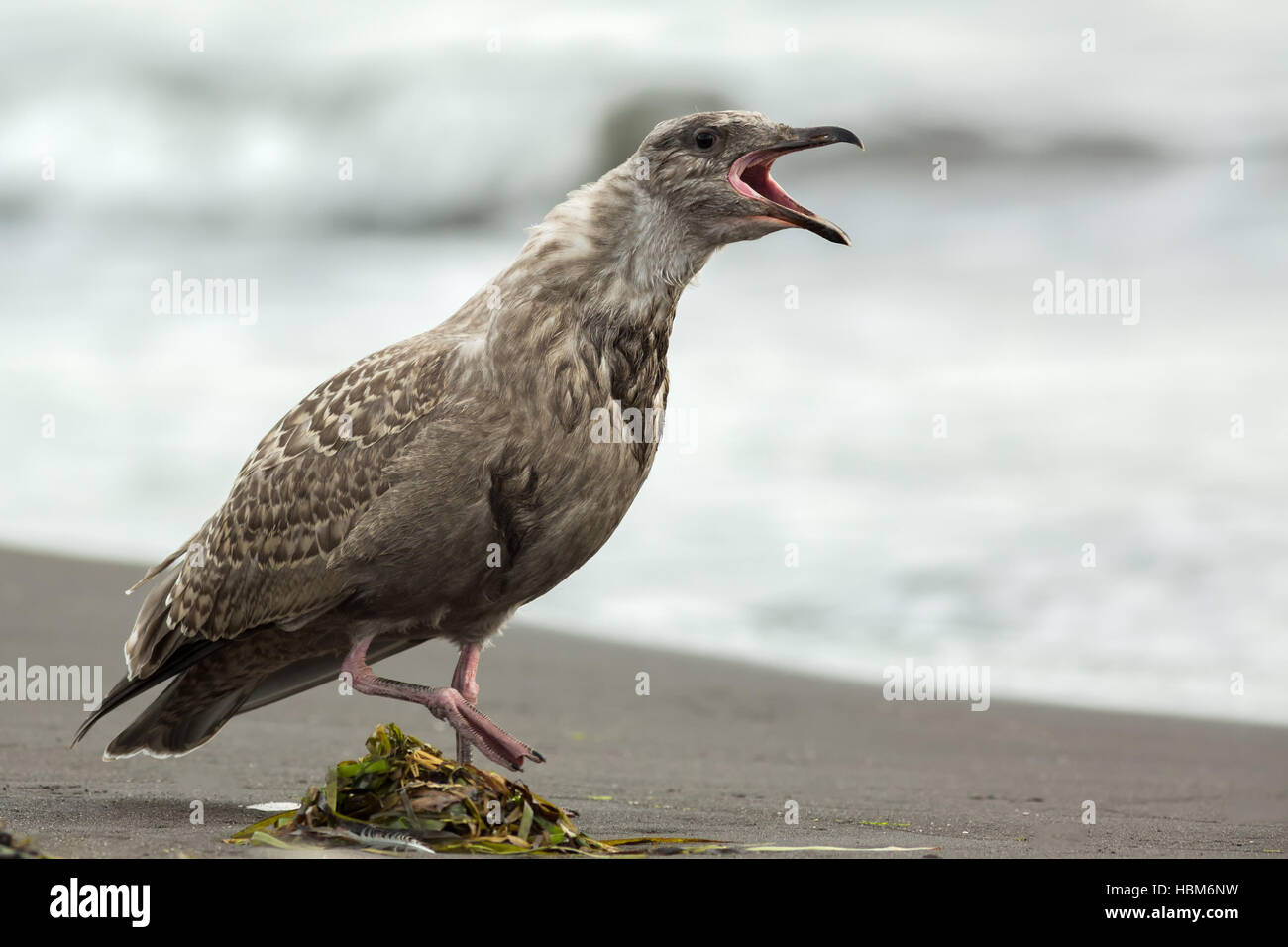 Pacific Gull shows aggression on ocean Stock Photo - Alamy