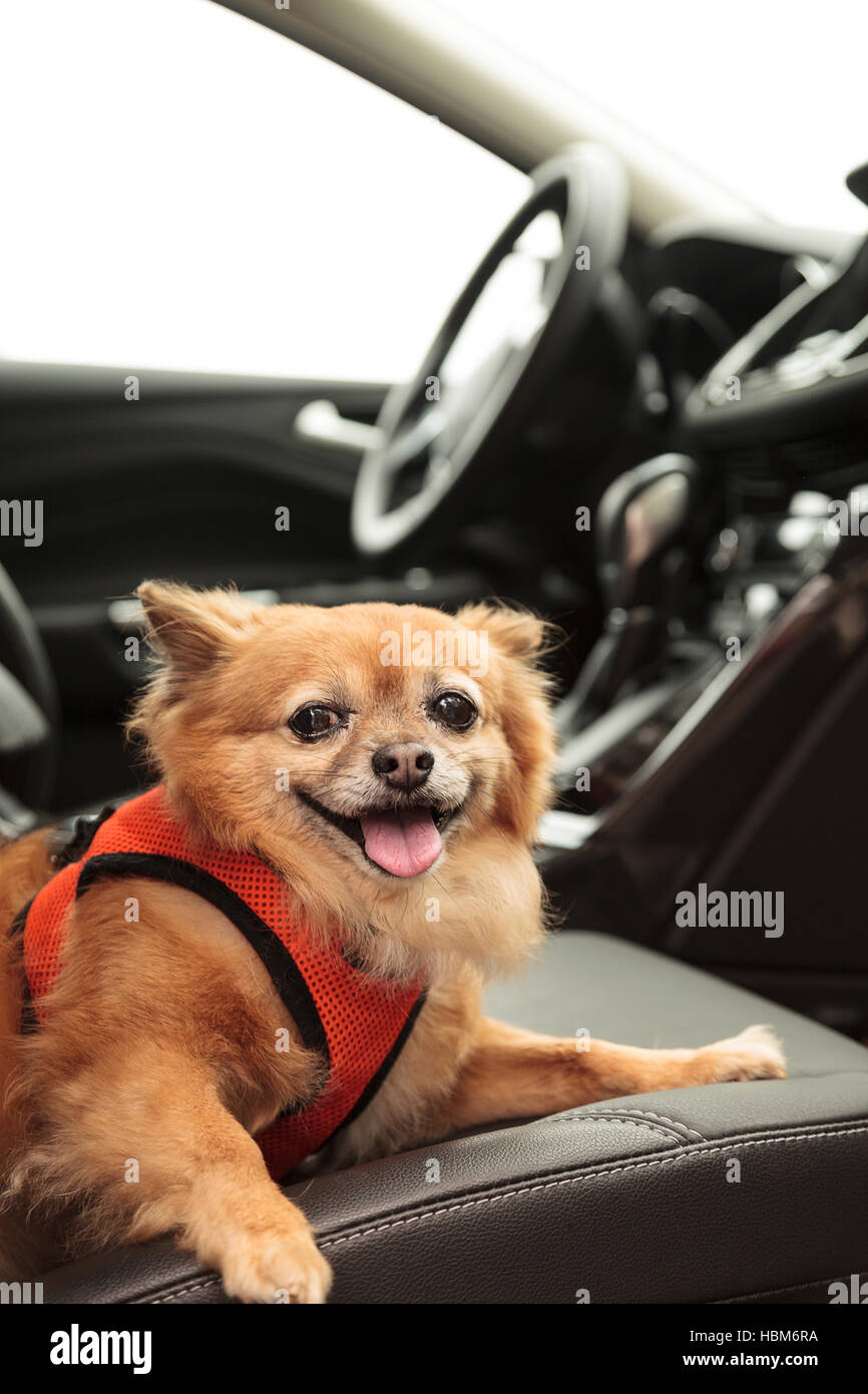 Car ride dog Stock Photo - Alamy