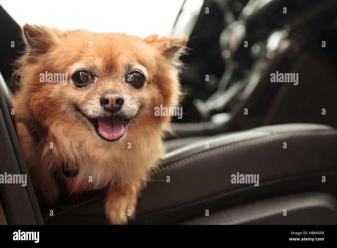 Car ride dog hi-res stock photography and images - Alamy