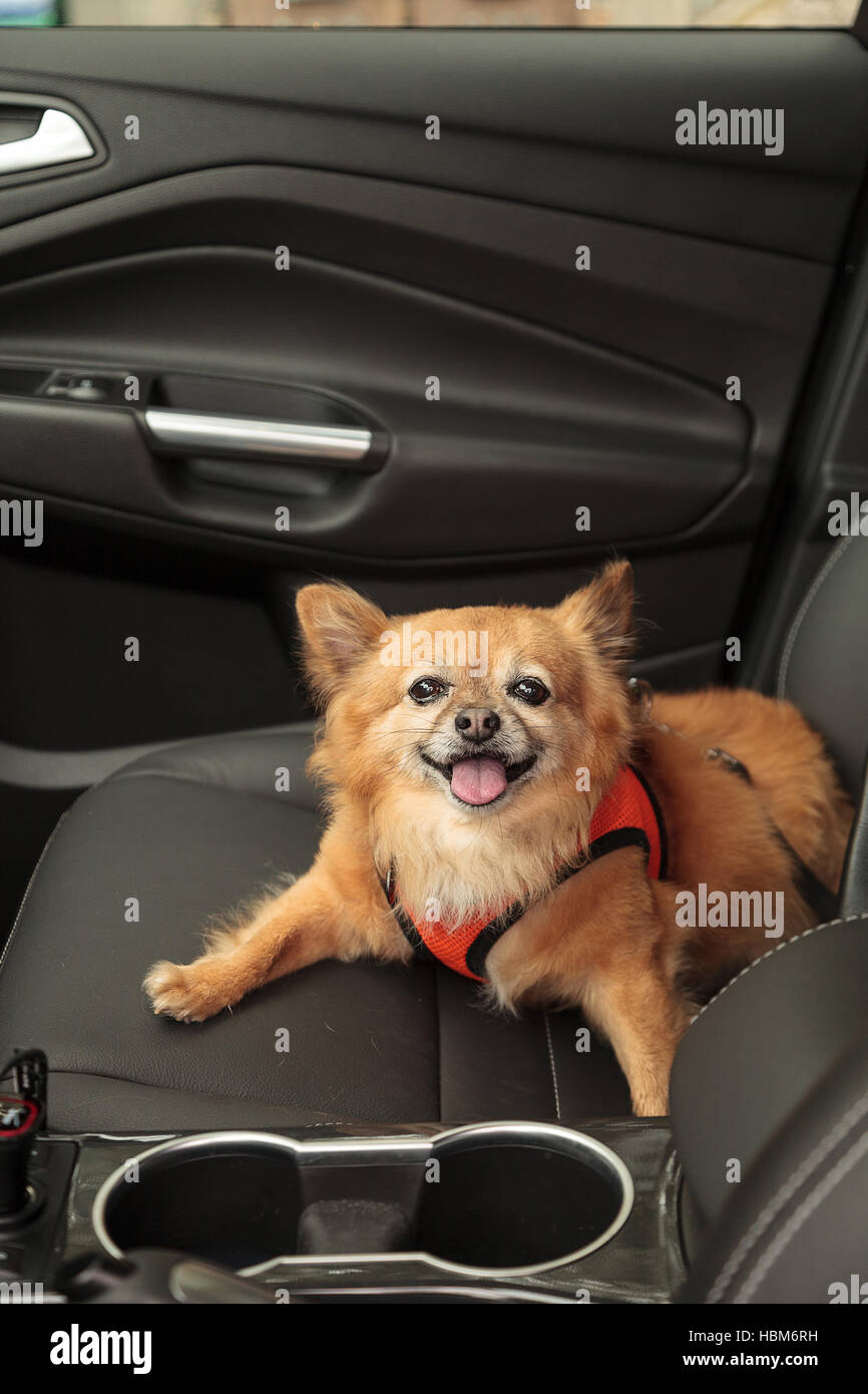Canine car adventure hi-res stock photography and images - Alamy