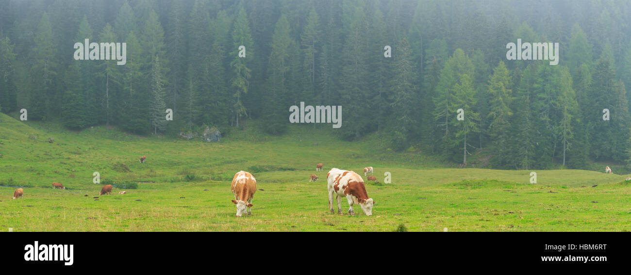 agriculture, alpine, alps, animal, meadow, mountain,cow, dolomite ...