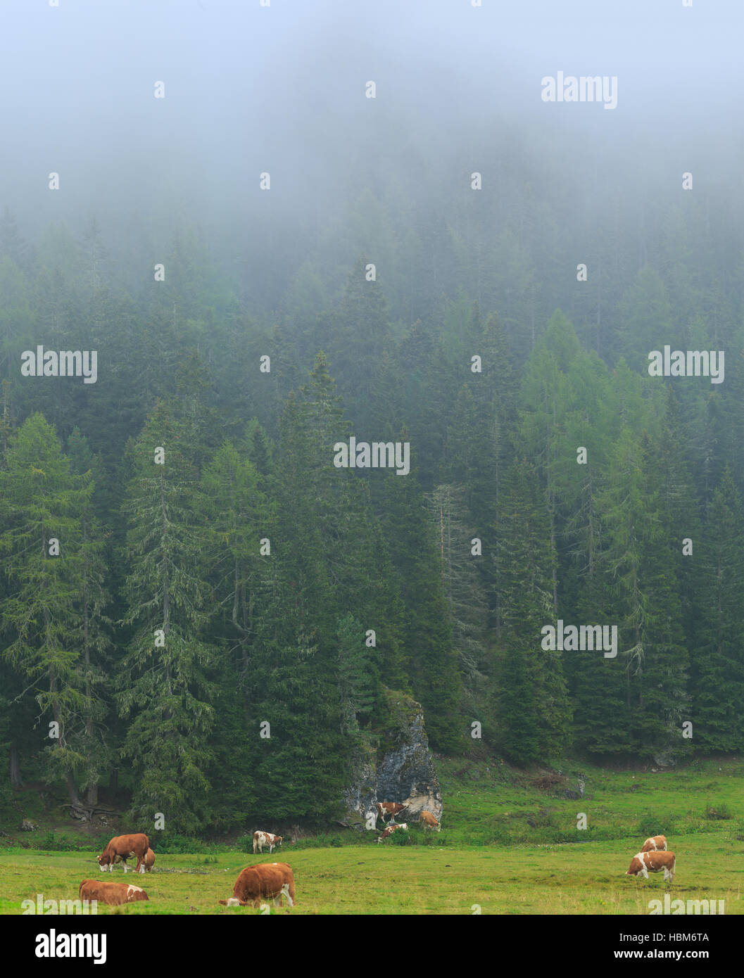 agriculture, alpine, alps, animal, meadow, mountain,cow, dolomite ...