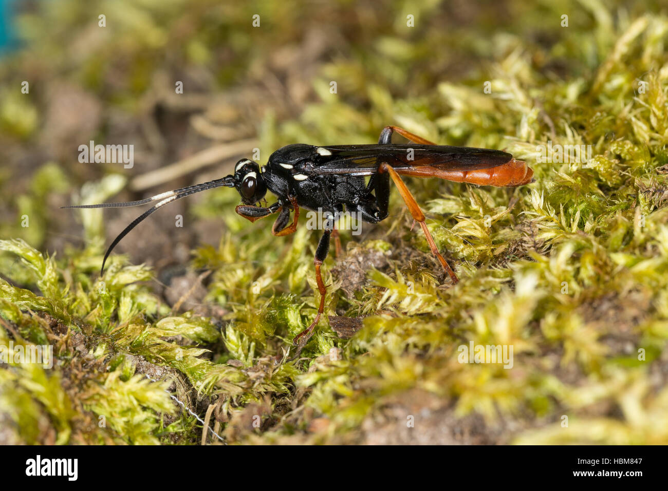 Metopius fuscipennis hi-res stock photography and images - Alamy
