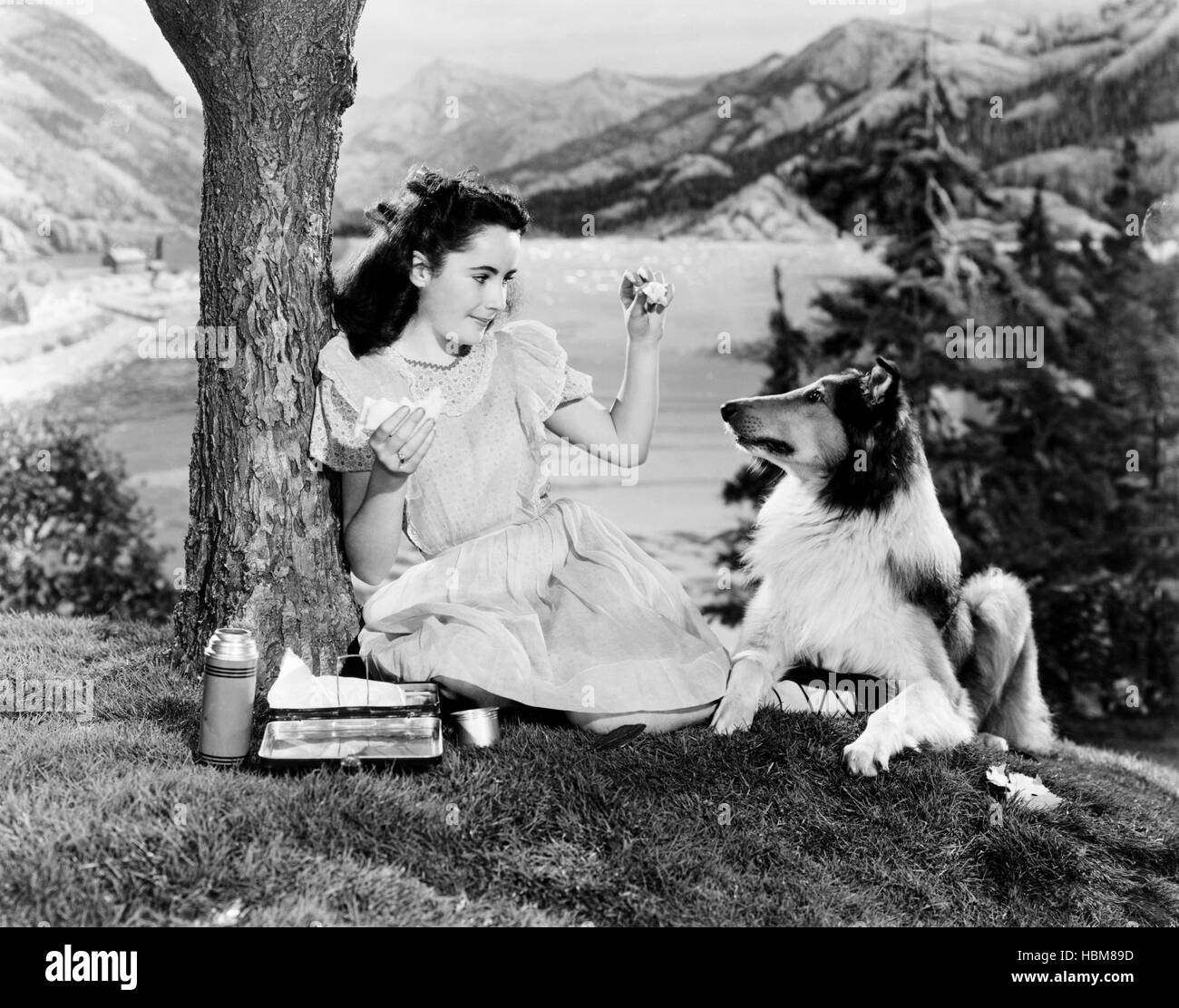 COURAGE OF LASSIE, Elizabeth Taylor, 1946 Stock Photo - Alamy