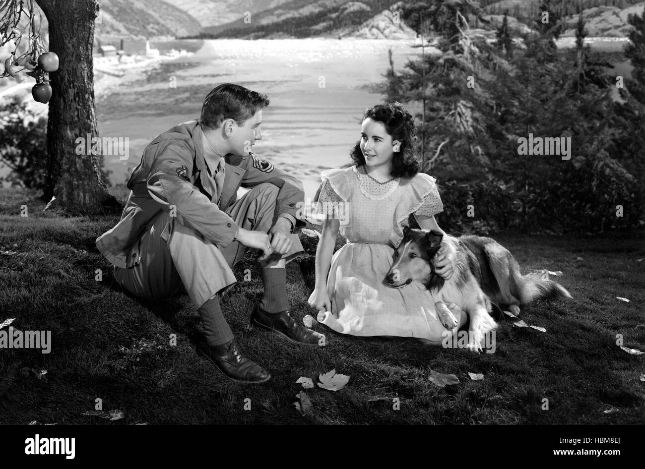 COURAGE OF LASSIE, Tom Drake, Elizabeth Taylor, Lassie, 1946 Stock ...