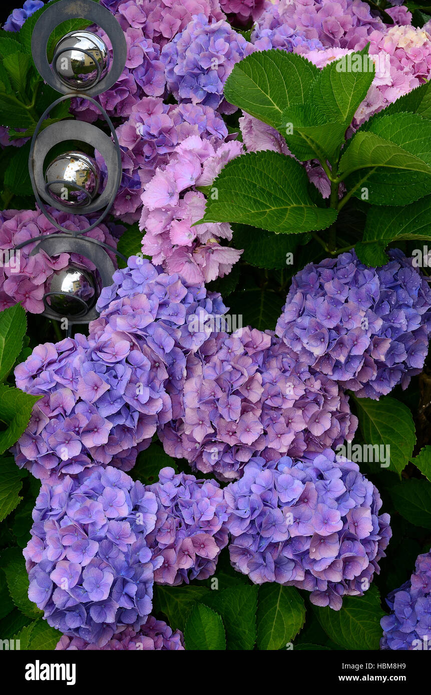hydrangea, blossom, flower Stock Photo - Alamy