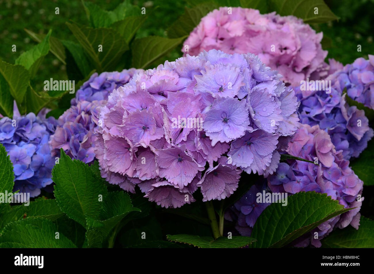 hydrangea, blossom, flower Stock Photo - Alamy