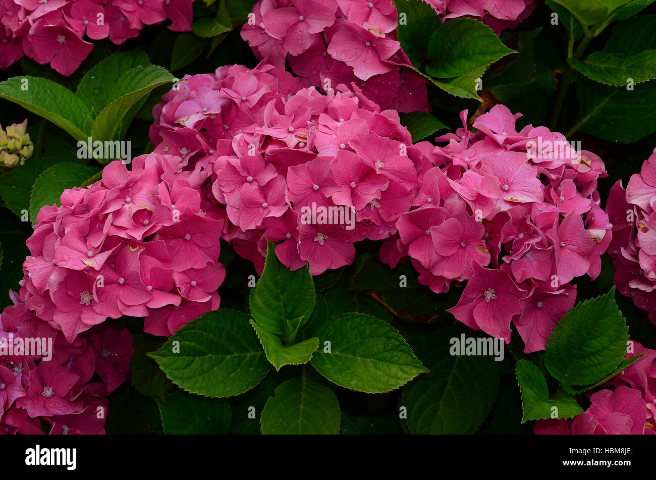 hydrangea, blossom, flower Stock Photo - Alamy