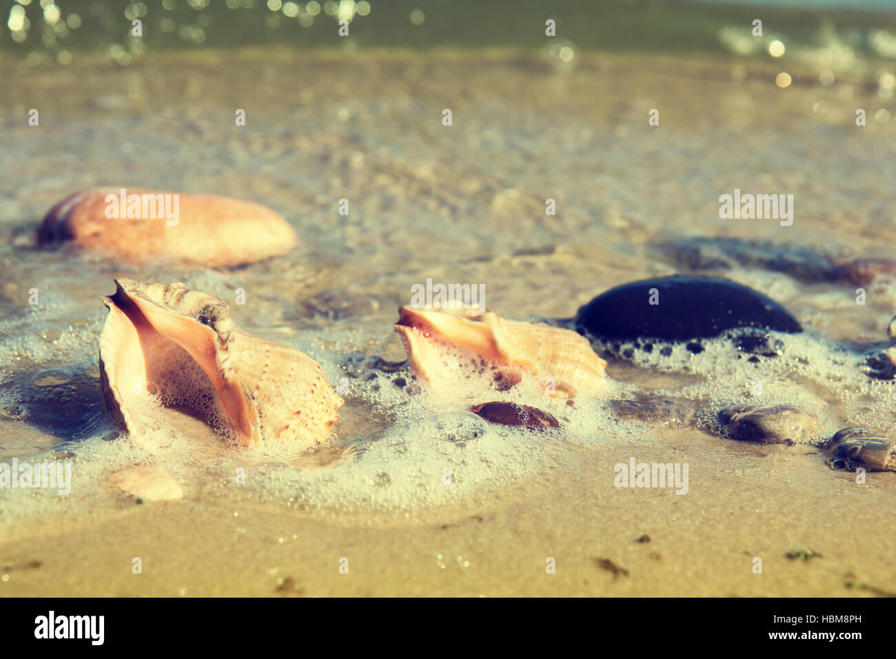The shells and stones on the seashore Stock Photo - Alamy