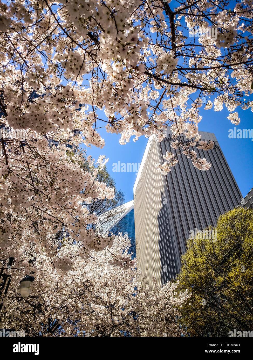 blooming tree flowers in spring in the city Stock Photo - Alamy