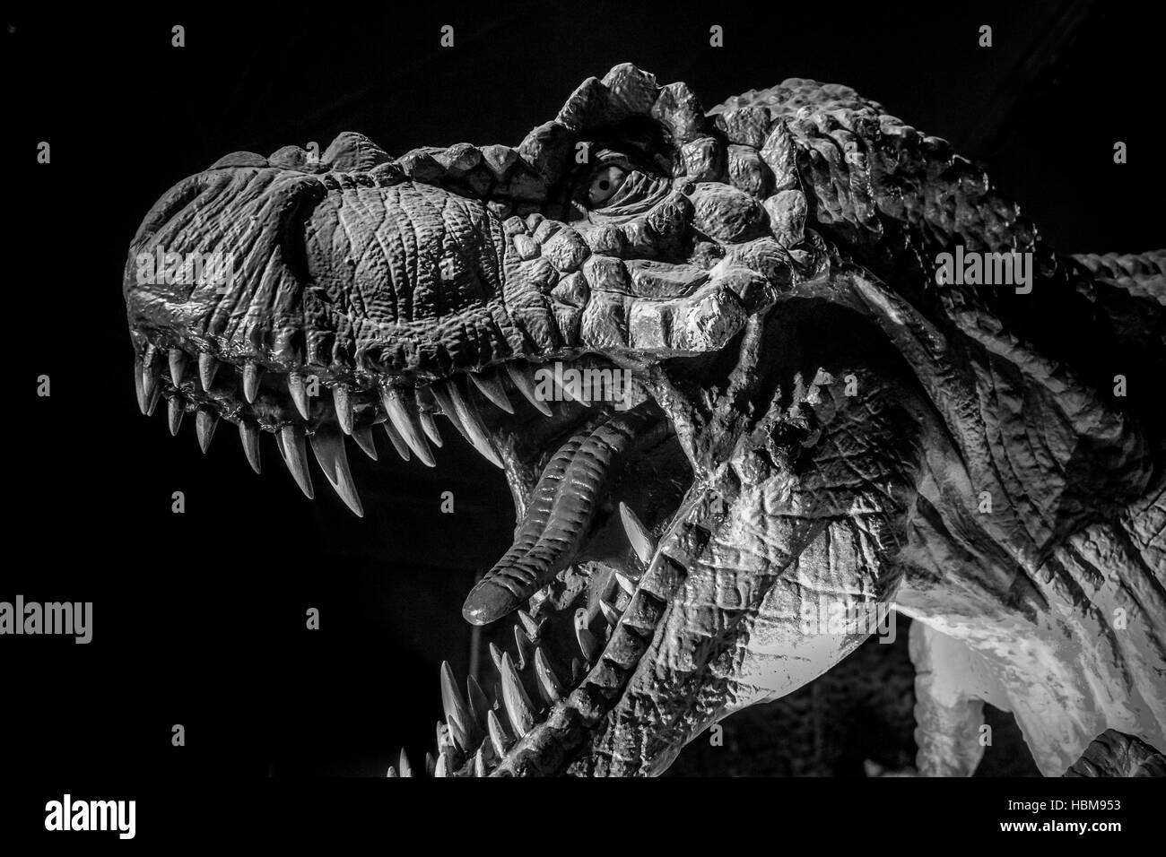 Tyrannosaurus rex dinosaur tusks, long, sharp teeth Stock Photo - Alamy