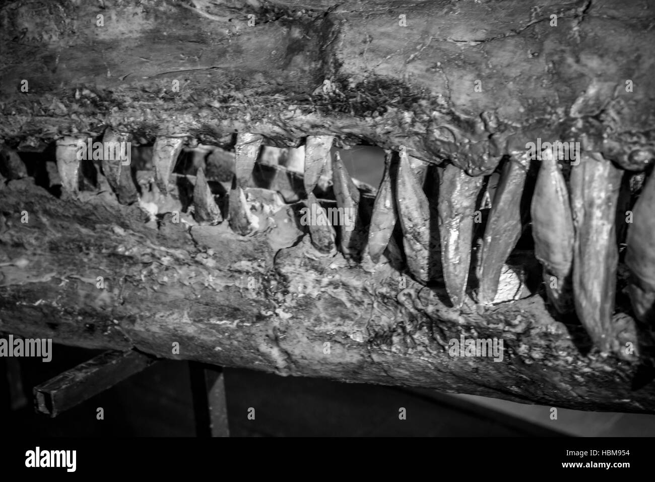 Tyrannosaurus rex dinosaur tusks, long, sharp teeth Stock Photo - Alamy