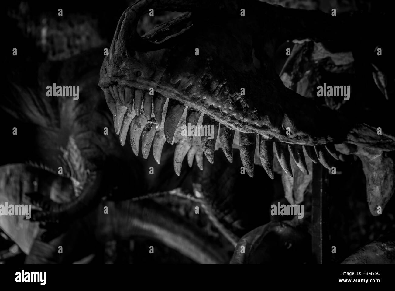 Tyrannosaurus rex dinosaur tusks, long, sharp teeth Stock Photo - Alamy